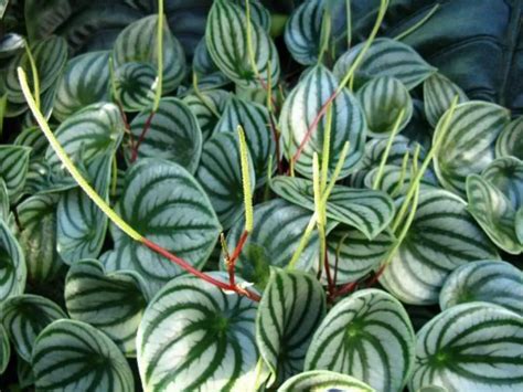Peperomia Argyreia Watermelon Peperomia World Of Flowering Plants
