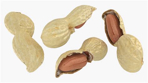 Open Peanut Shell With Kernel 3d Model Turbosquid 1955715