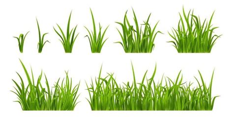 Grass Vector Art Icons And Graphics For Free Download Grass Vector Art Icons And Graphics For Free Download