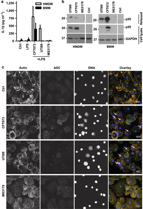 The Uropathogenic Escherichia Coli Upec Strains Cft073 And Uti89