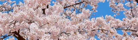 桜の花と青空のフレームウエブバナー春の風景の写真素材 209454758 イメージマート