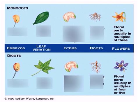 Monocot Vs Eudicot Diagram Quizlet