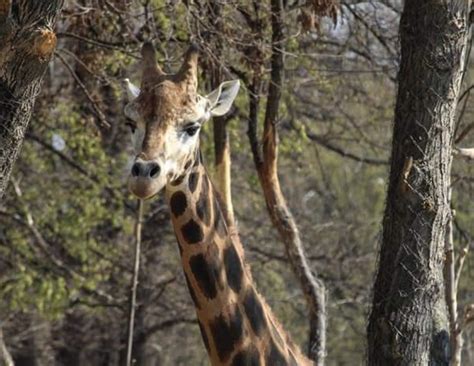 Скопската ЗОО остана без жирафата Каспер Флопи остана сама