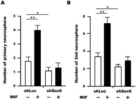 Mif Regulated Sox6 Can Support Cell Survival Andor Self Renewal