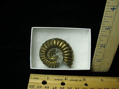 Pyritized Fossil Ammonite 051521e The Stones And Bones Collection