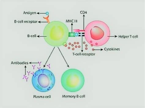 Professional Antigen Presenting Cells The Immune System Explainer
