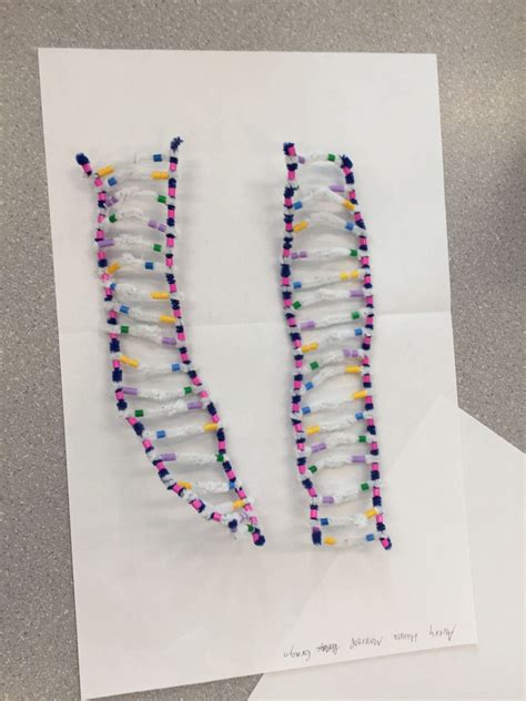 Dna Structure And Replication Lab Manroops Blog