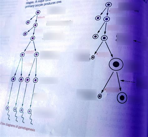 Oogenesis And Also Sperm Is Here Too Diagram Quizlet