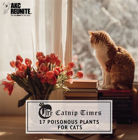 Plants That Are Poisonous To Cats