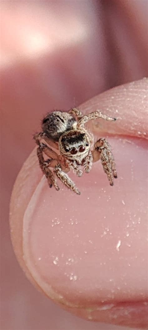 Паук Мохнатый маленький Пикабу