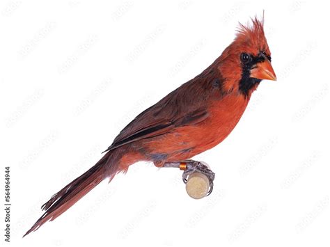 Male Northern Cardinal Aka Cardinalis Cardinalis Bird Sitting On Wooden Stick Isolated Cutout