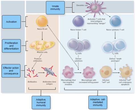 Types Of Immunity