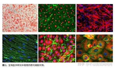 默克生命科学实验分享 原代细胞培养基础知识 知乎