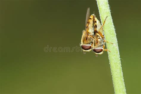 Drone Fly Stock Photo Image Of Intercourse Propagate 41058708