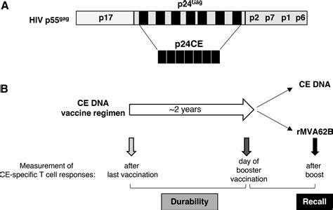 DNA VaccineInduced Long Lasting Cytotoxic T Cells Targeting Conserved Elements Of Human
