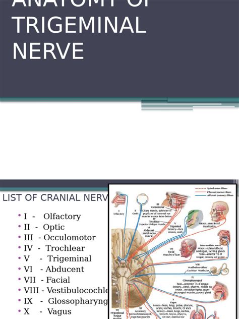 Trigeminal Nerve Pdf Human Anatomy Human Head And Neck