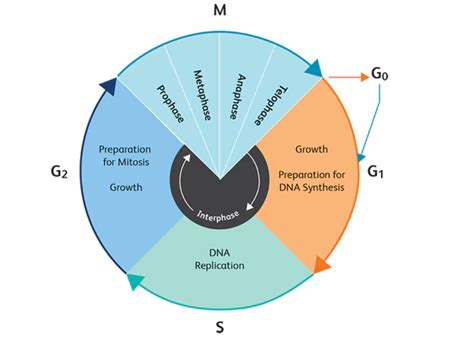 The Eukaryotic Cell Cycle And Cancer An In Depth Analysis