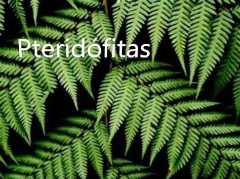 Quiz Das PteridÓfitas Franciane Czelusniak Quizur