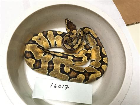 Cinnamon Enchi Het Clown Ball Python By Sos Amador Morphmarket