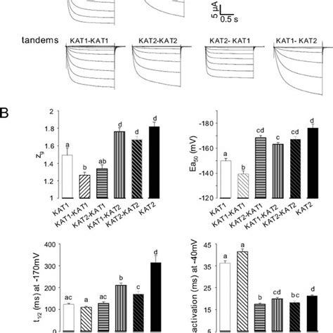 Properties Of Currents Recorded In Oocytes Injected With Kat1 Or Kat2