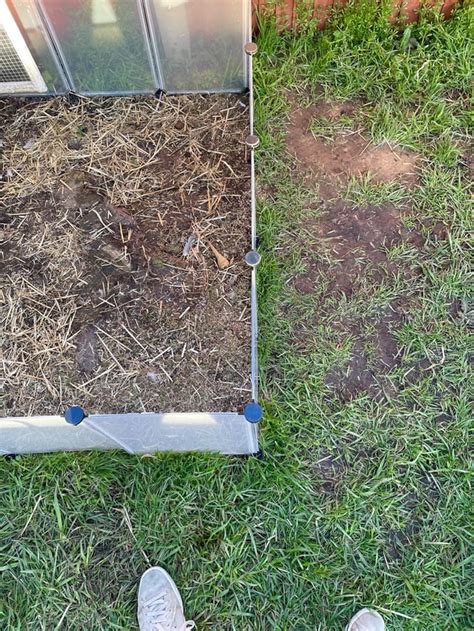 The Colour Difference In The Grass That My Chickens Use R