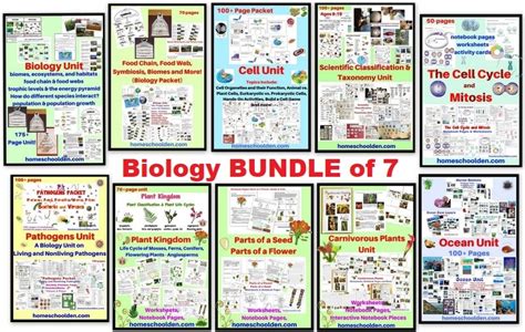 Cell Cycle And Mitosis Worksheet Packet Open Edutalk