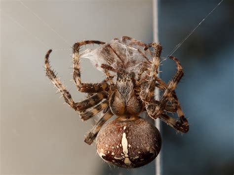 Not A Love Story A Blog Post About Spider Sex Ibycter