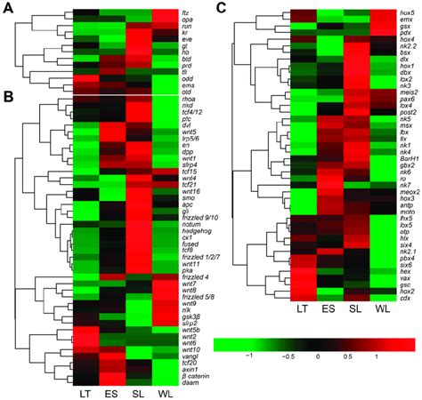 hierarchical clustering of the segment formation homologous genes in u