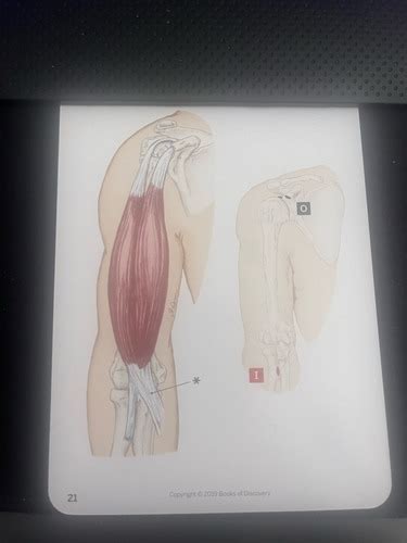 Kinesiology Final Muscles Origin Insertion Action Nerve Flashcards Quizlet