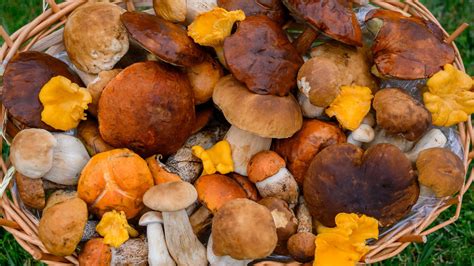 Download Dried Mushroom Types Pictures