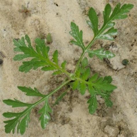 how to use the plant detection object detection api