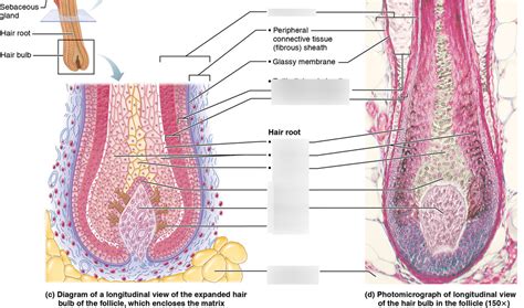 Chapter 5 The Integumentary System Diagram Quizlet Chapter 5 The Integumentary System Diagram Quizlet
