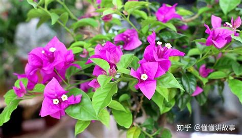 你是我入了心的人 知乎