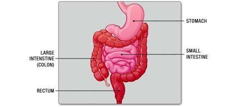 Do I Need Surgery For My Hemorrhoids