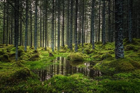 Boreal Forest Ecosystem Explore Its Climate Wildlife And Critical Role Lets Talk Geography