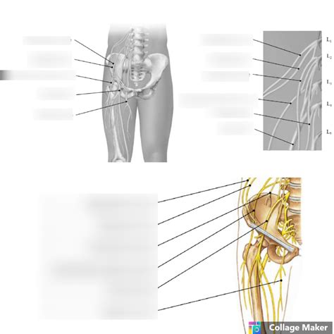 Lumbar Plexus Diagram Quizlet