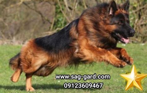 Pin On سگ ژرمن شپرد Germansheprd