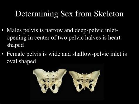 Ppt Identification Of Human Remains Powerpoint Presentation Free Download Id