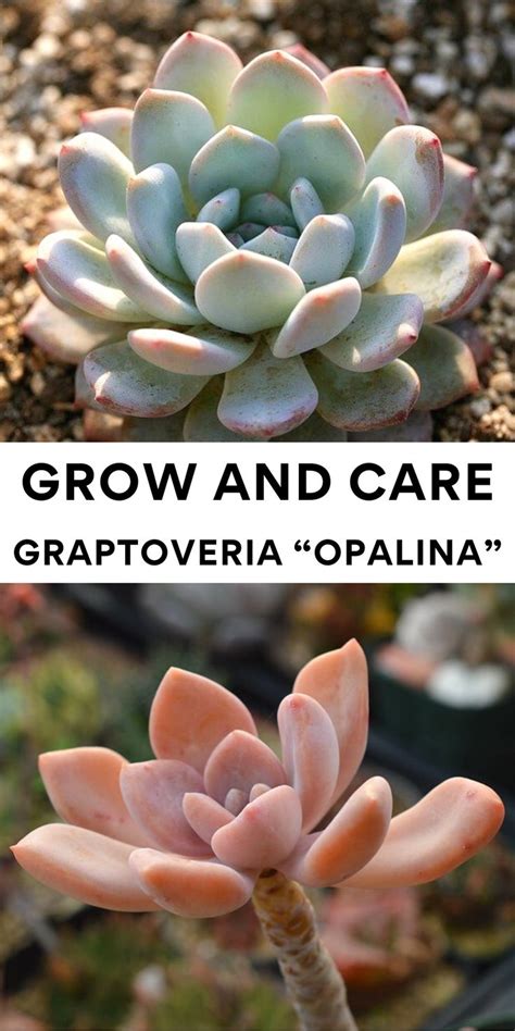 Graptoveria “opalina” Succulent Garden Diy Types Of Succulents Succulents Indoor