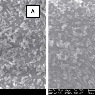 SEM Images A HAp B M HAp Download Scientific Diagram