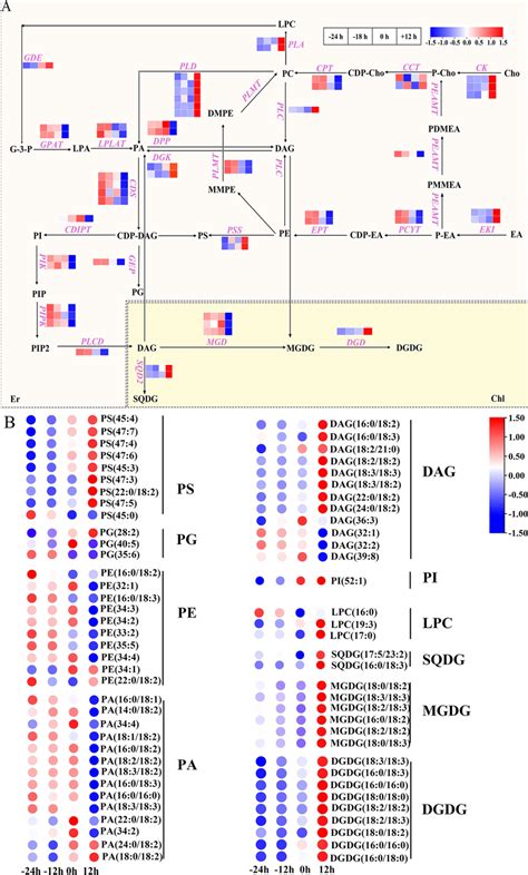 Genes And Lipids In Glycerophospholipid Metabolism A Deg Expression In