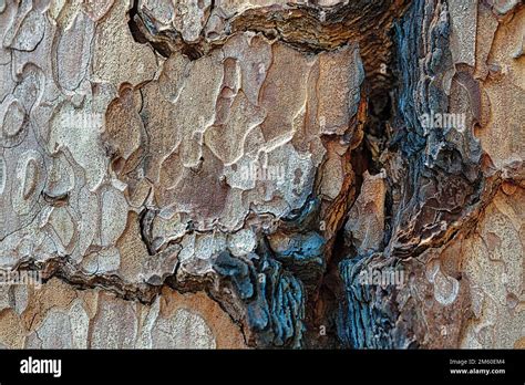 tree bark with coloured structures grizzly giant sequoia