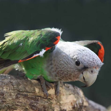 Cape Parrot