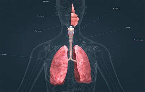The Respiratory System Is The Network Of Organs And Tissues That Help