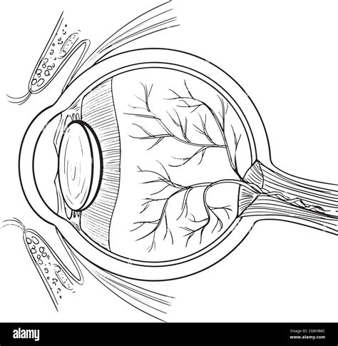 Eye Anatomy Diagram Art