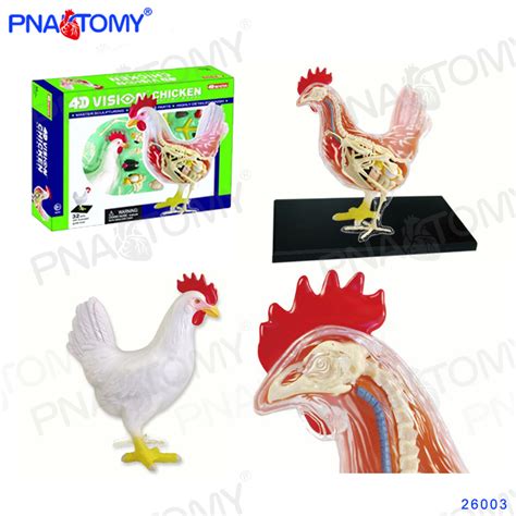 4d Master 26003鸡模型鸡解剖鸡骨骼模型畜牧业养殖展示教学拼装虎窝淘
