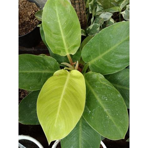 Jual Philo Lemon Philo Moonlight Shopee Indonesia