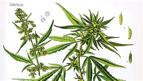 Hemp Drawing At Explore Collection Of Hemp Drawing