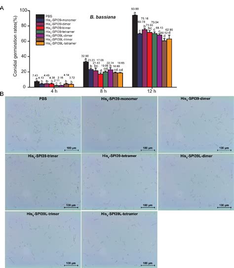 Figure 5 From Tandem Multimerization Can Enhance The Structural Homogeneity And Antifungal