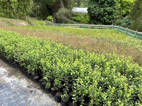 2023 4 Nursery Kauri Trees